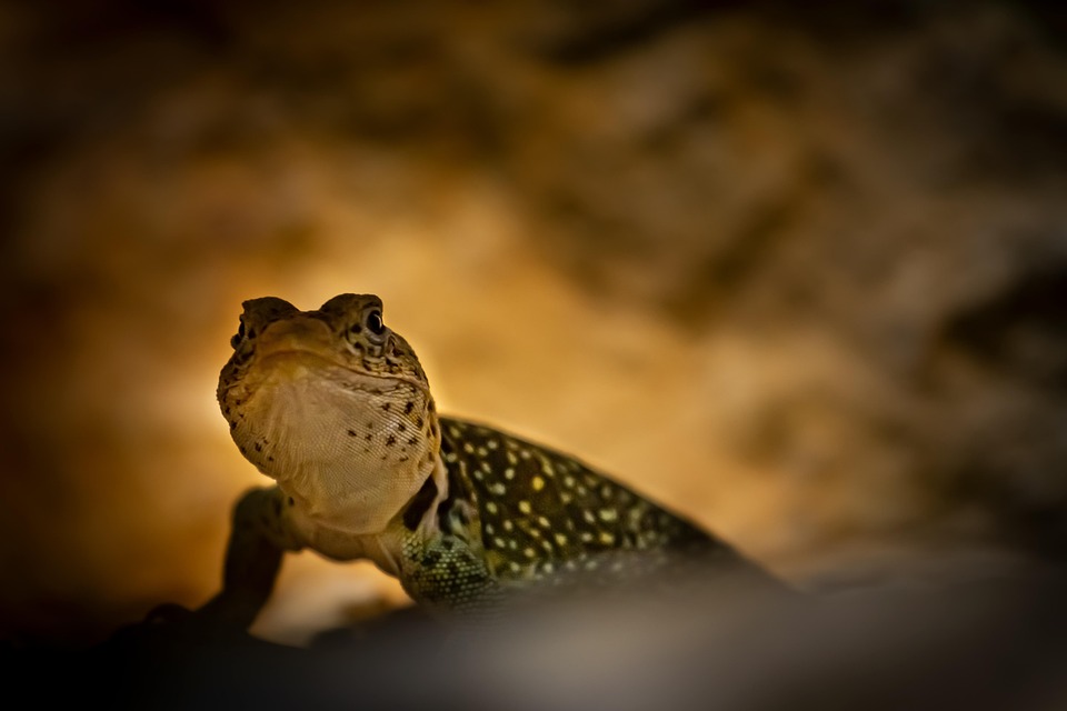 Mini Gekko La Grotte - Photo gratuite sur Pixabay - Pixabay