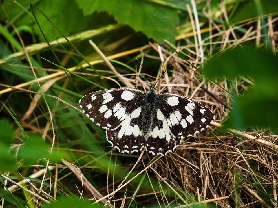 Butterfly Wings Insect - Free photo on Pixabay - Pixabay