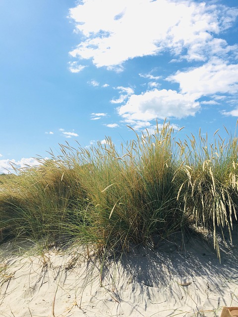 Beach Grass Baltic Sea - Free photo on Pixabay - Pixabay