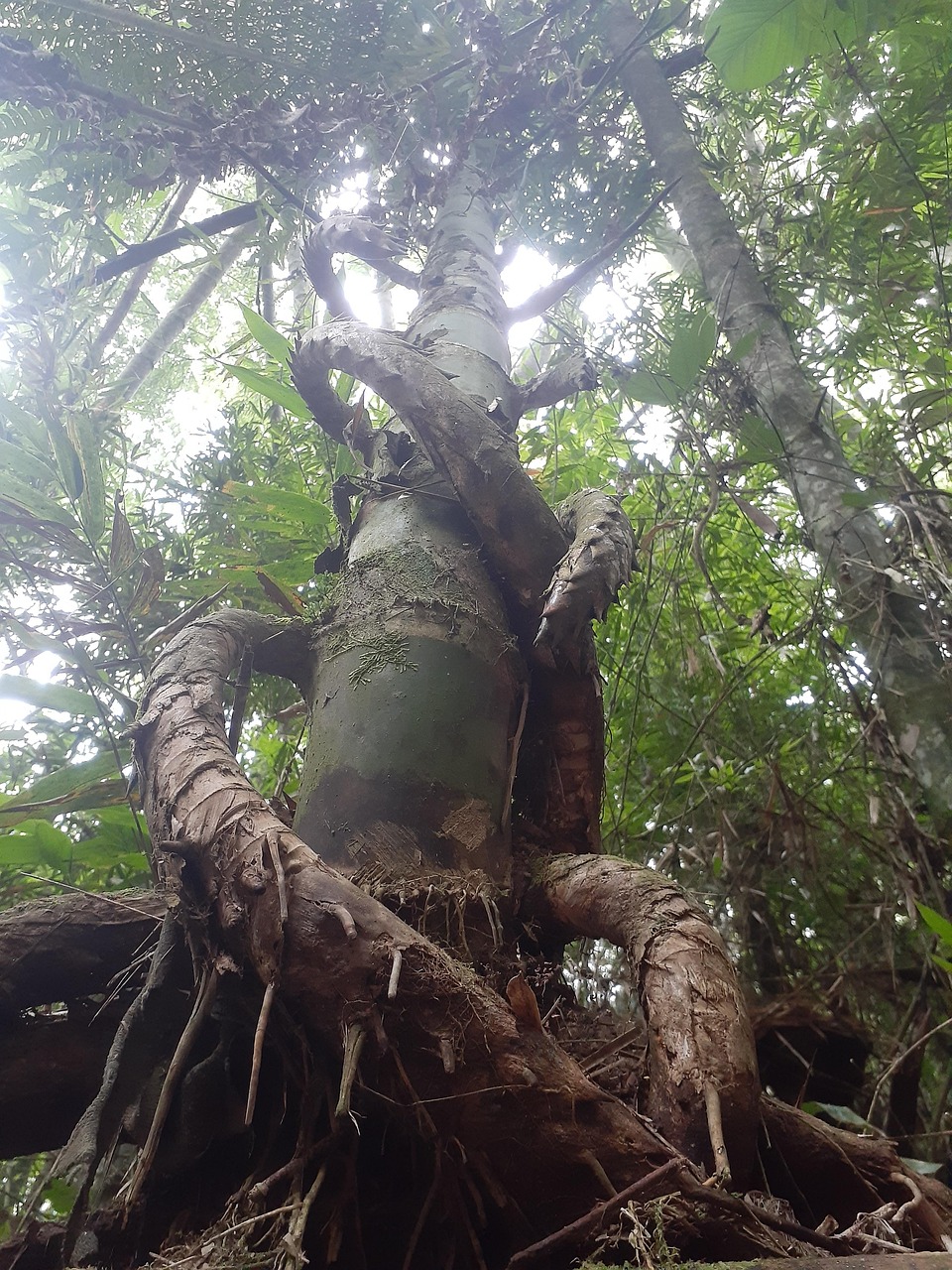 Guadua Bambu Guadual Abrazo - Free photo on Pixabay - Pixabay