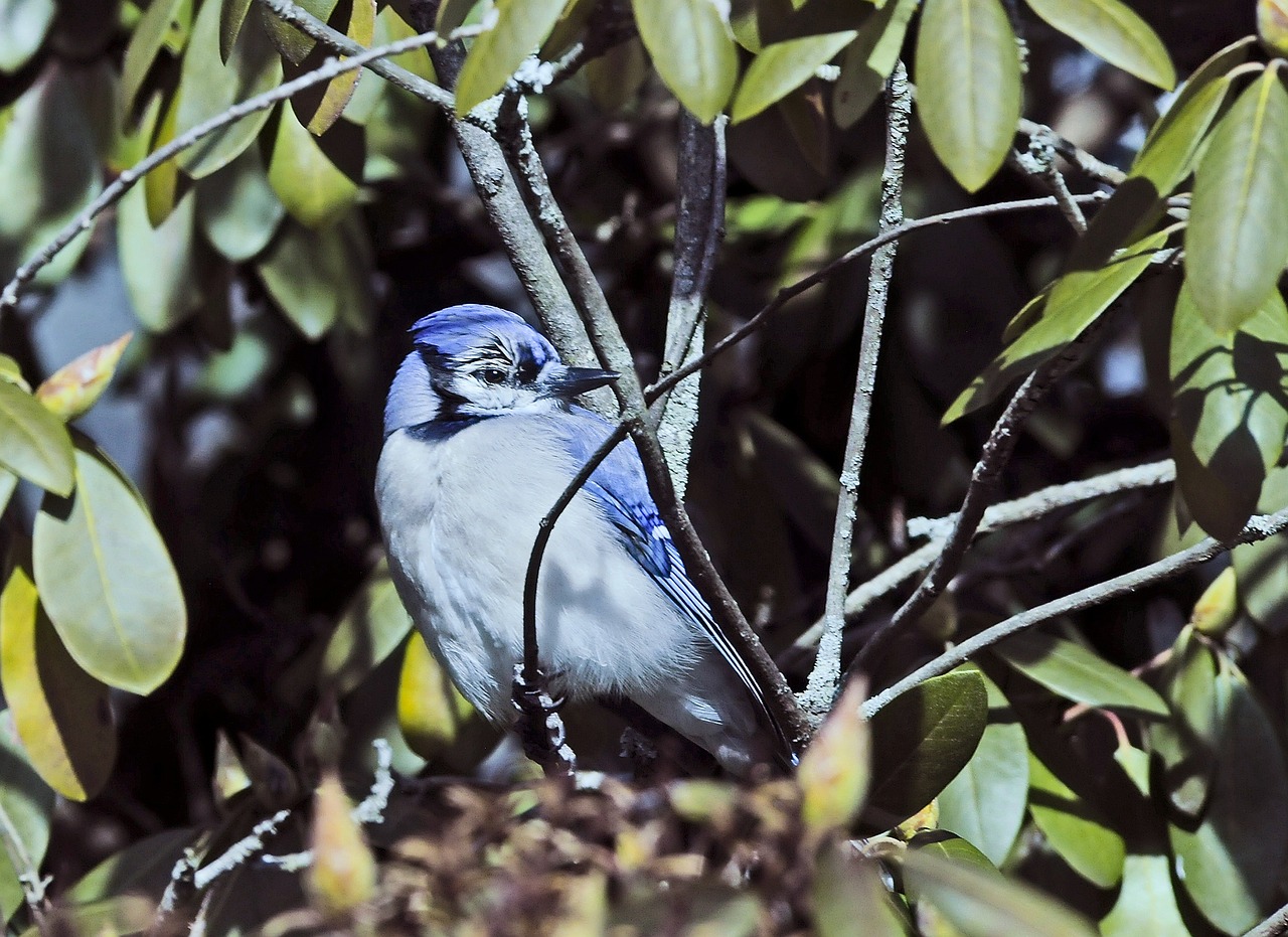 Pássaros Jay Azul Gaio Animais - Foto gratuita no Pixabay - Pixabay