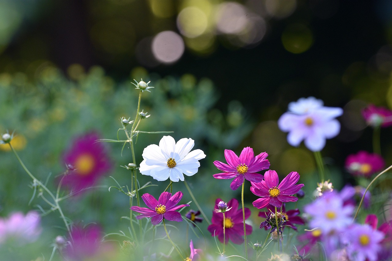 Blumen Blüte Garten - Kostenloses Foto auf Pixabay - Pixabay