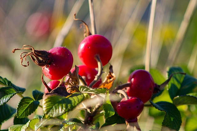 Rosa Mosqueta Fruta Planta - Foto gratuita no Pixabay