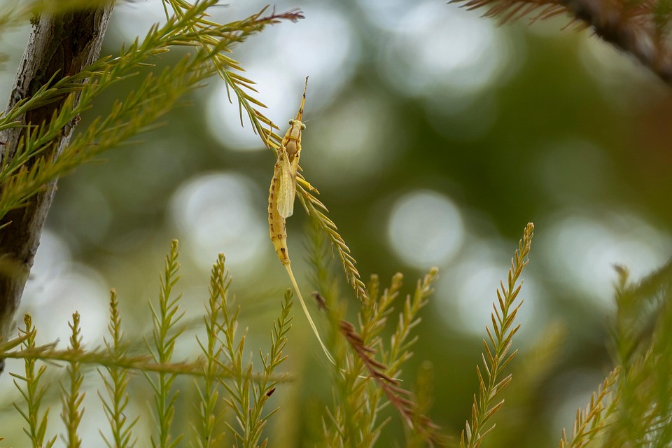 Insecte Scarabée - Photo gratuite sur Pixabay - Pixabay