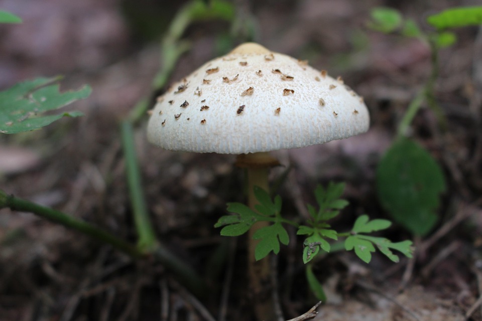Champignon Nature Forêt - Photo gratuite sur Pixabay - Pixabay