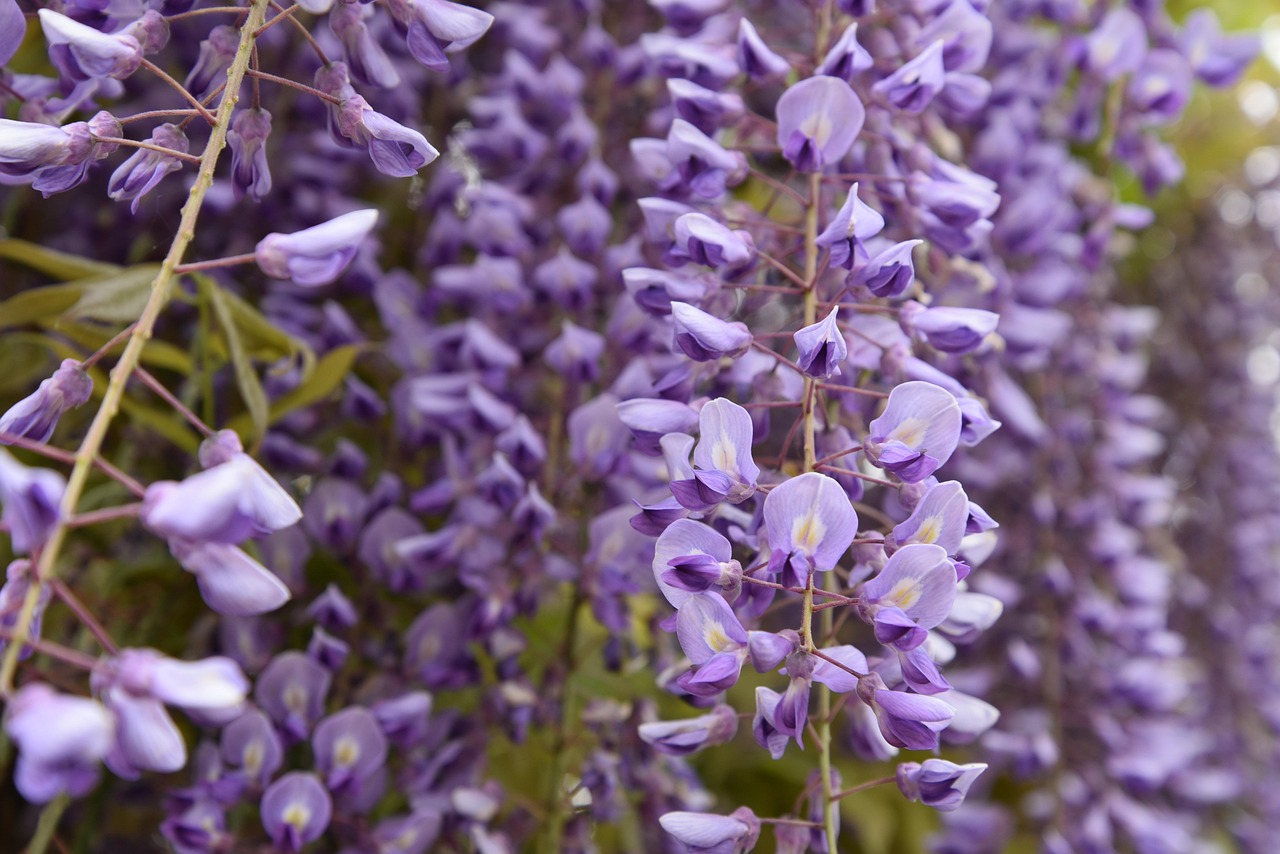 Wisteria Flowers Not Opening at Anita Sosebee blog
