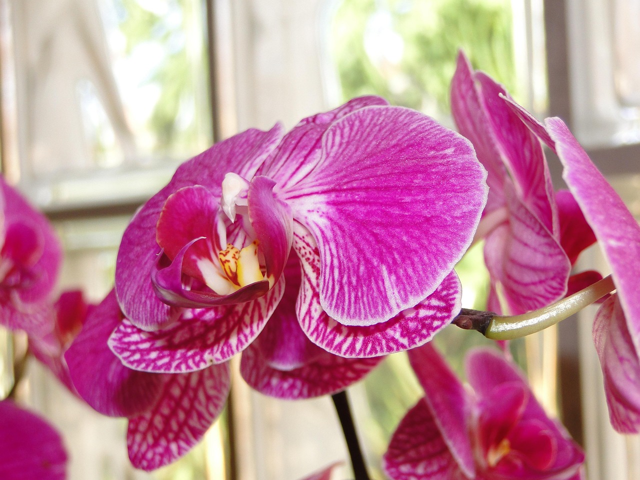 Fleur Orchidée Nature - Photo gratuite sur Pixabay - Pixabay
