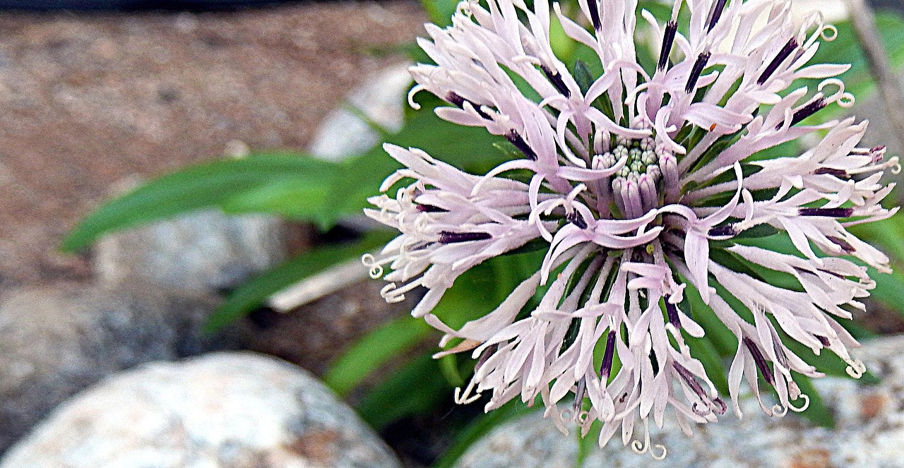 Blume Garten Natur - Kostenloses Foto auf Pixabay - Pixabay