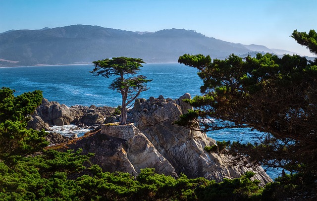 Ocean Cliff Trees - Free photo on Pixabay