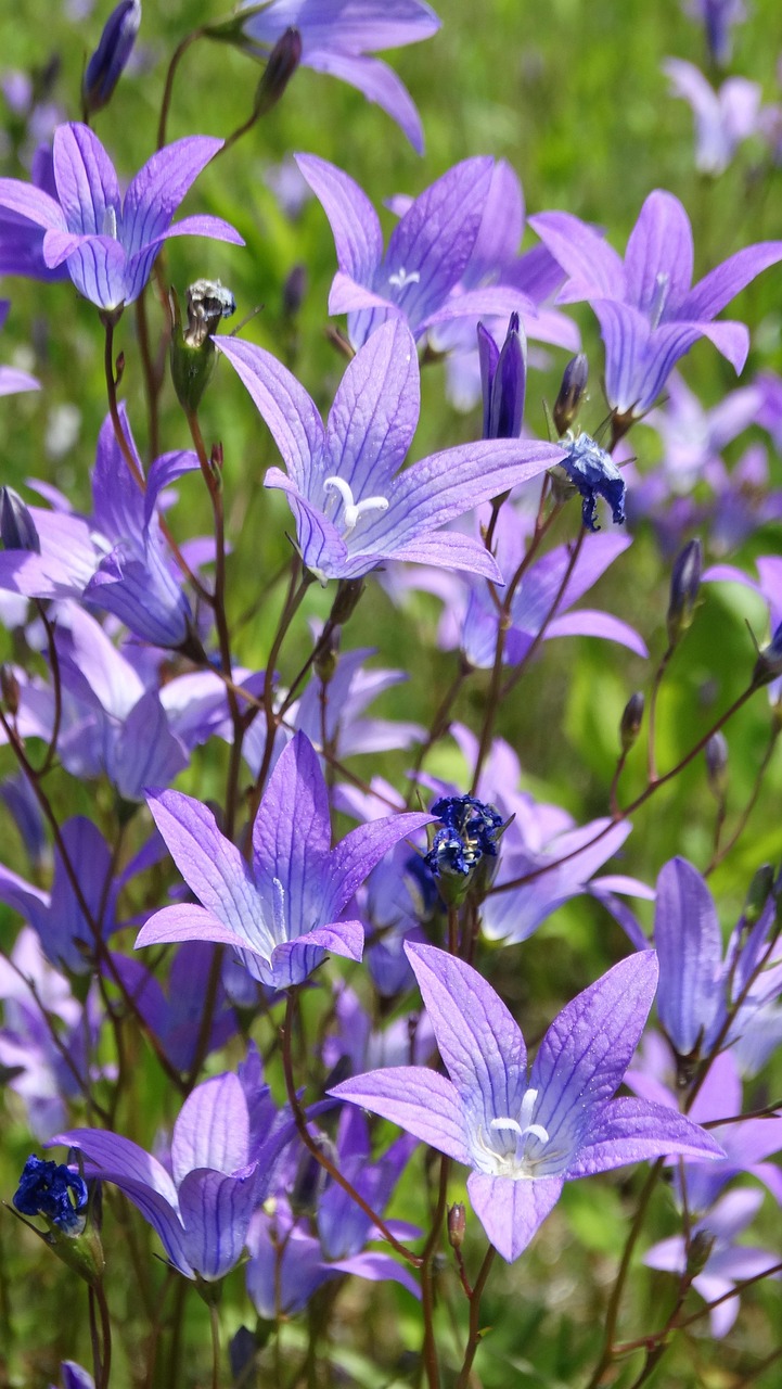 Bellflowers Flowers Wildflowers - Free photo on Pixabay - Pixabay