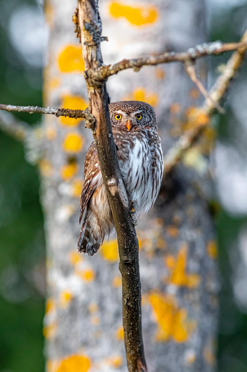 Eurasian Pygmy Owl Glaucidium - Free photo on Pixabay - Pixabay