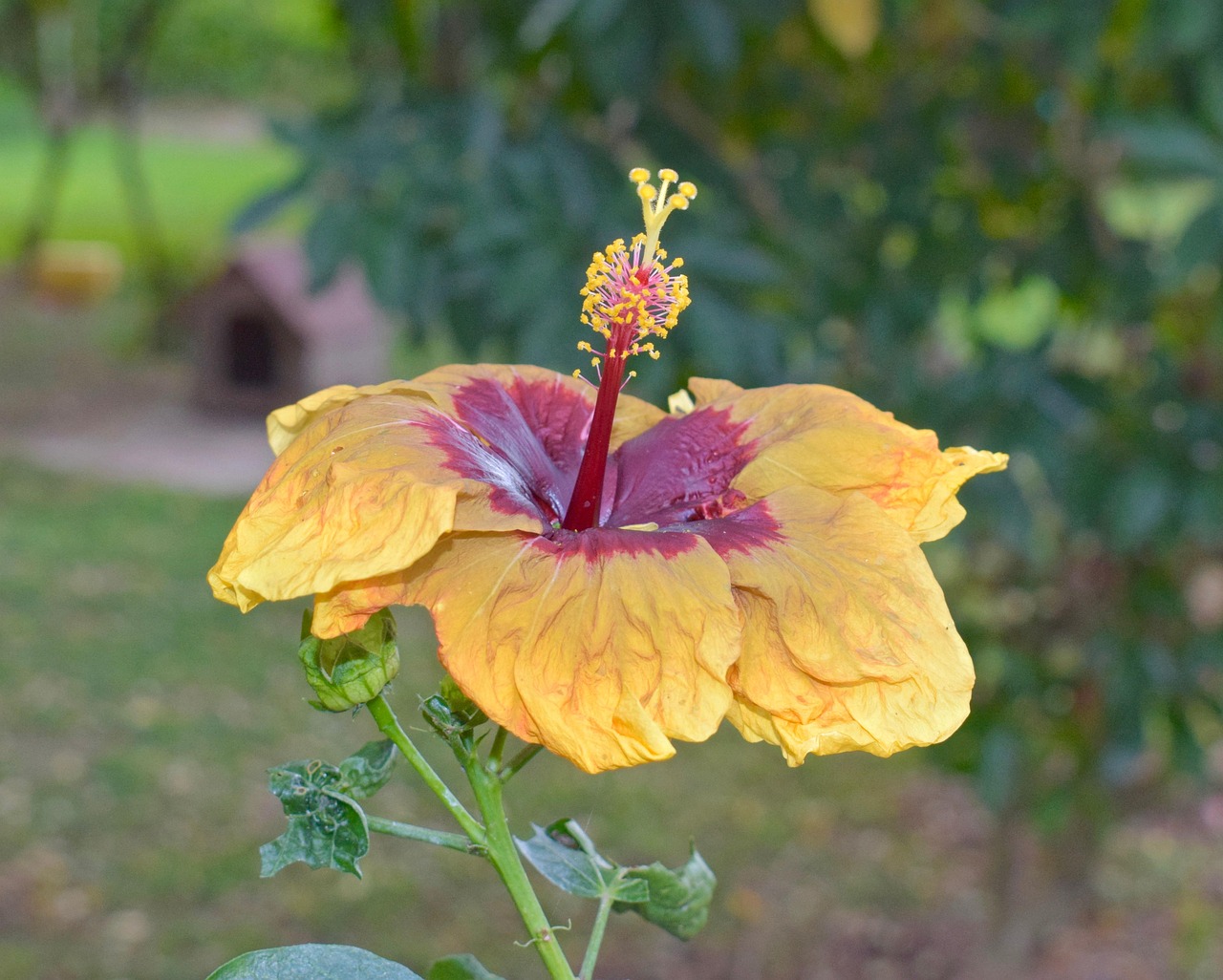Golgota Flower Nature - Free photo on Pixabay - Pixabay