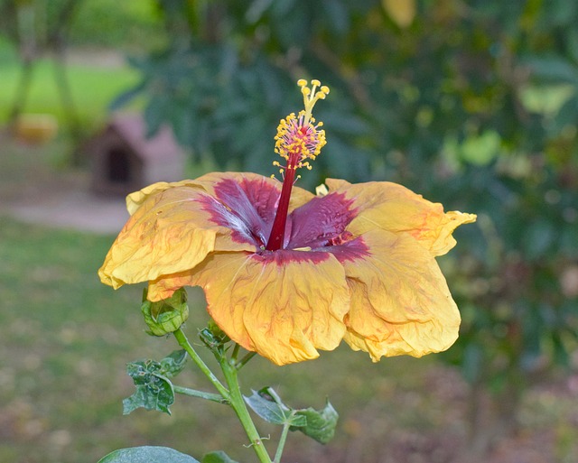 Golgota Flower Nature - Free photo on Pixabay - Pixabay