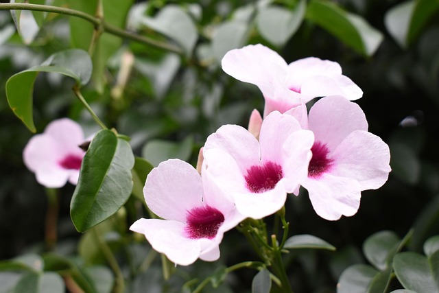 Flowers Bicolored Bloom - Free photo on Pixabay
