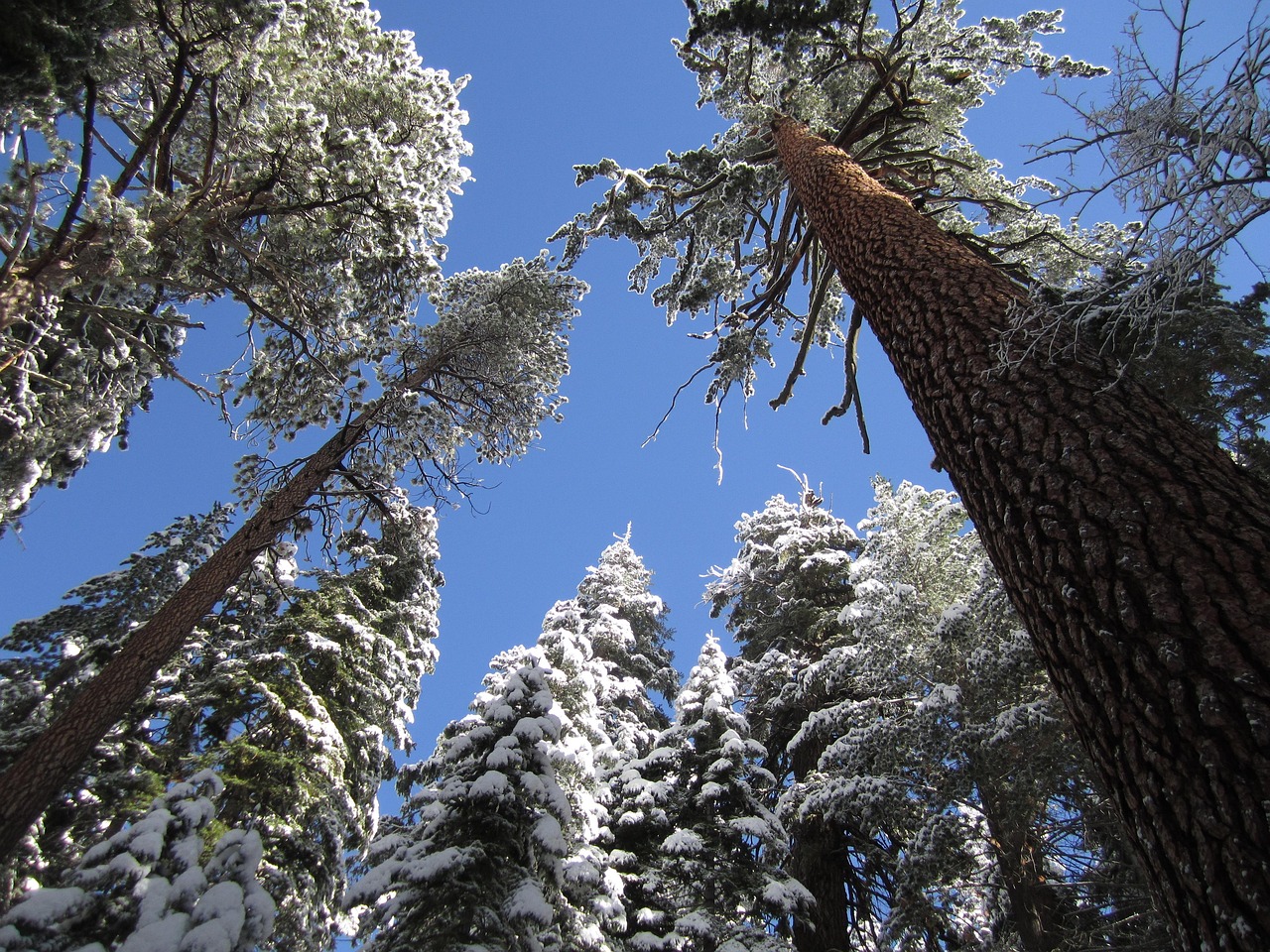 Trees Canopy Snow - Free photo on Pixabay