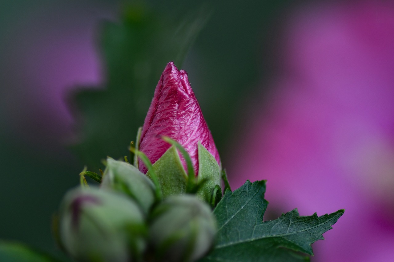 Fleur Bourgeon Plantes - Photo gratuite sur Pixabay - Pixabay