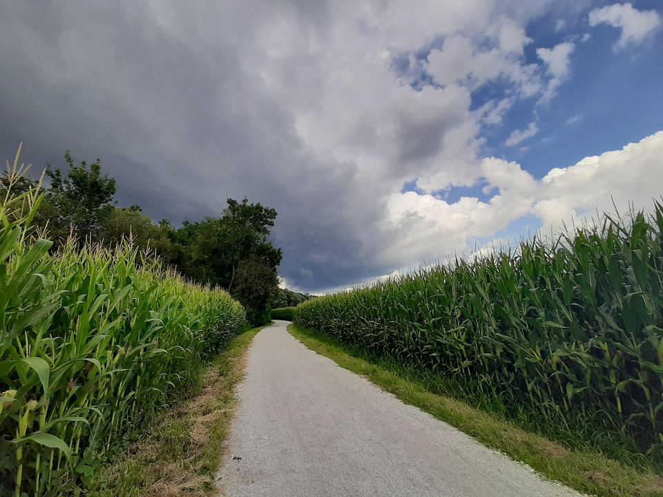 Corn Road Country - Free photo on Pixabay - Pixabay