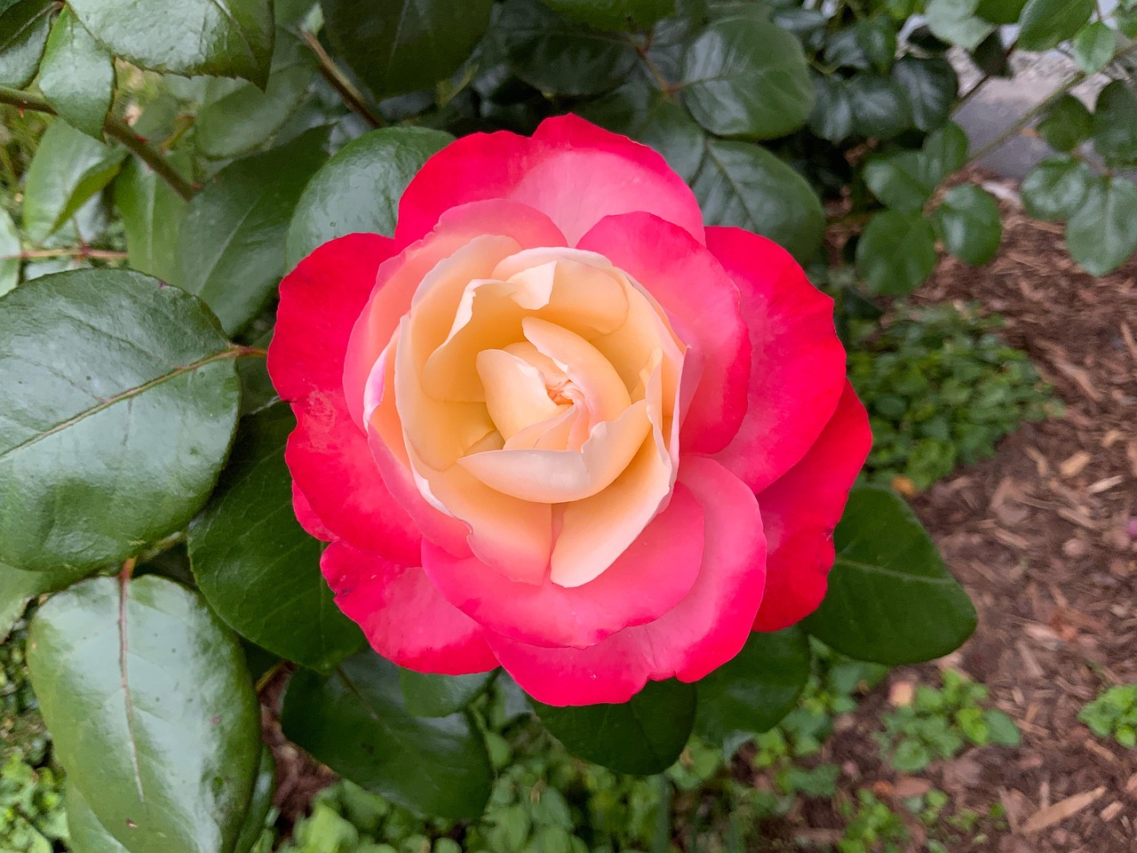 Rose Blanche La Nature - Photo gratuite sur Pixabay - Pixabay