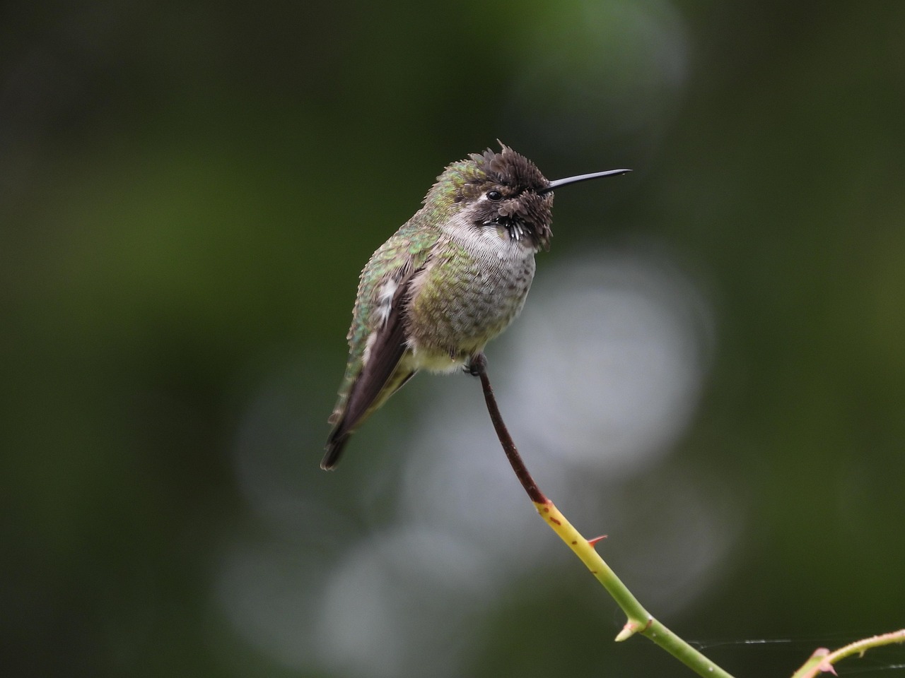 1,000+ Free Hummingbird & Nature Images - Pixabay