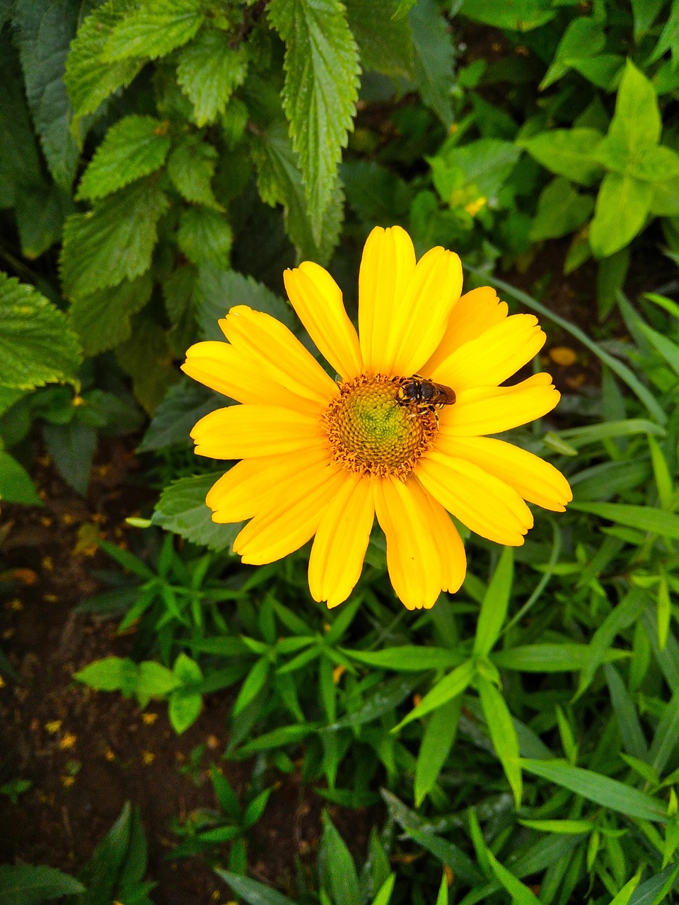 Flor Natural Jardim - Foto gratuita no Pixabay - Pixabay