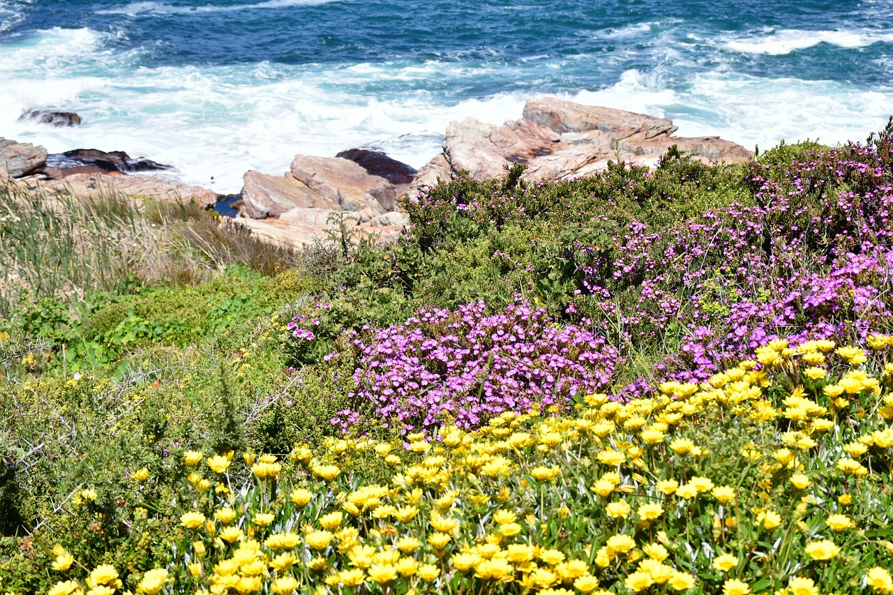 Pesisir Bunga Aster Padang Rumput - Foto gratis di Pixabay - Pixabay