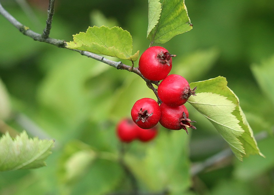Hloh Břekolistý Crataegus - Free photo on Pixabay