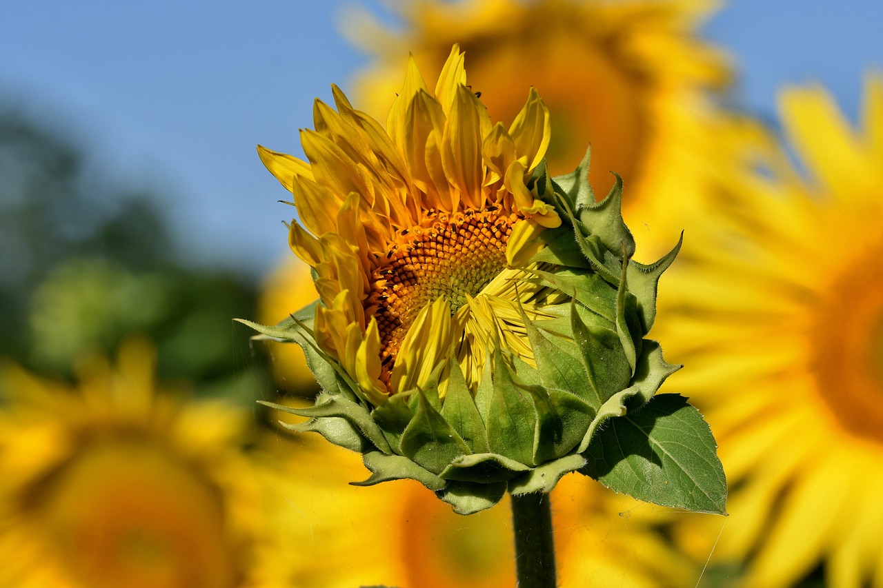 10,000+ Sunflower Images & Pictures [HD] - Pixabay