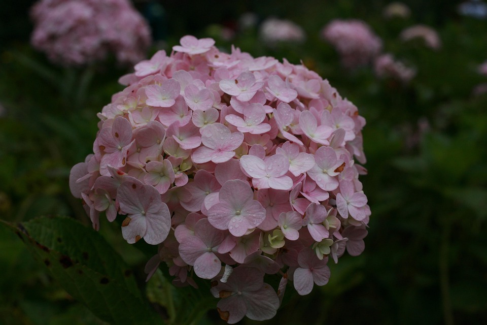 Flowers Hydrangea Nature Pink - Free photo on Pixabay