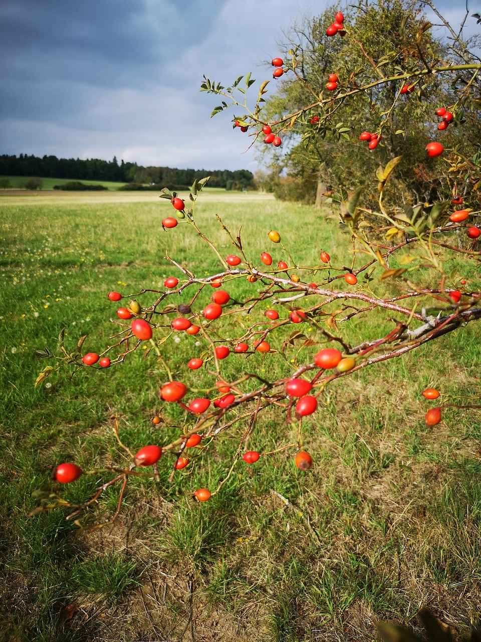 Rose Hip Shrub Fruit Field - Free photo on Pixabay - Pixabay