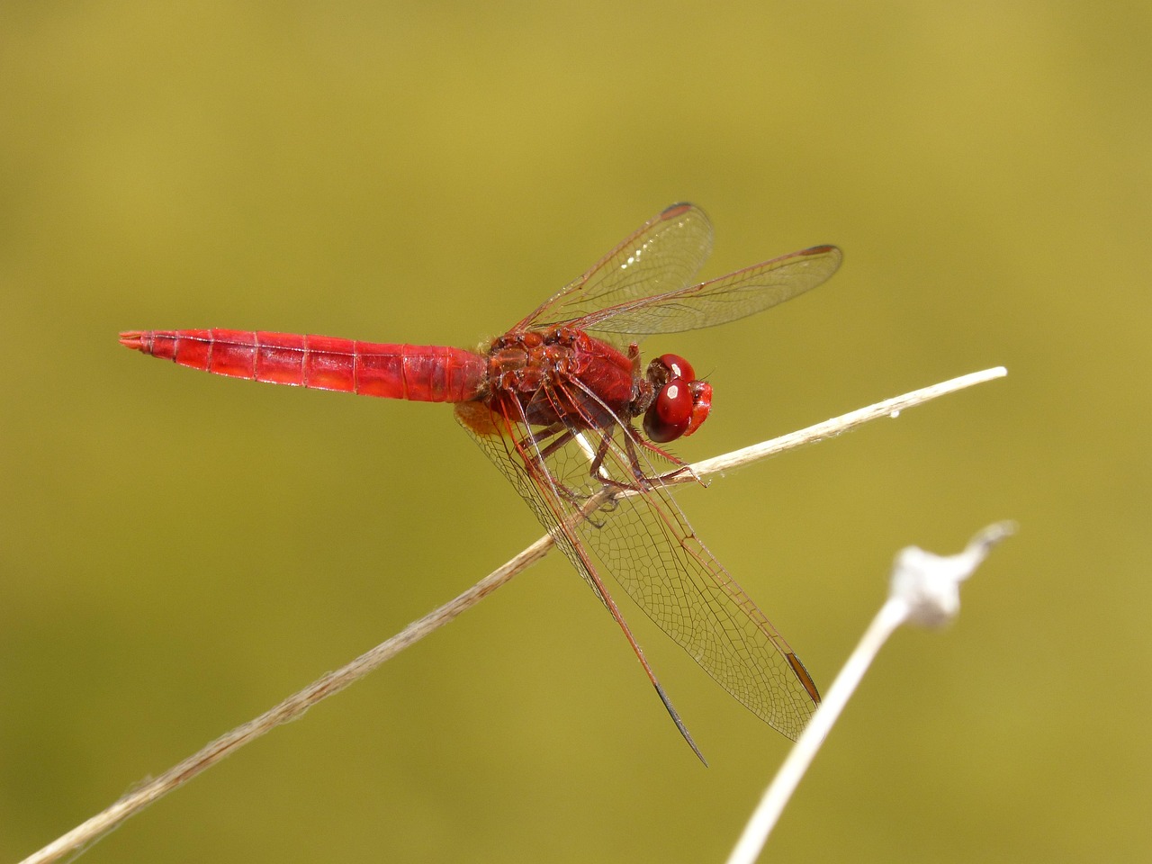 Más de 500 000 imágenes gratis de Flor Escarlata y Naturaleza - Pixabay