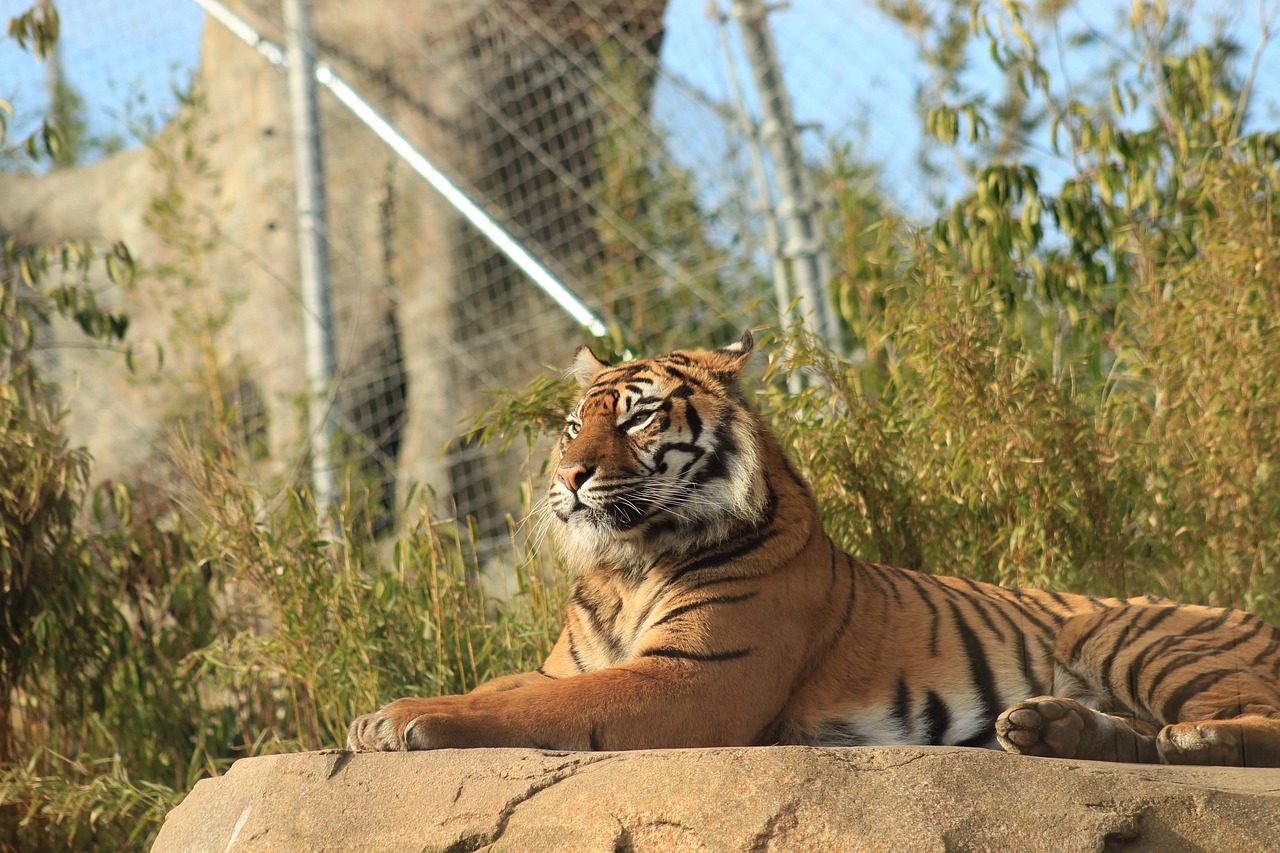 Tigre Cat Felino Gatto - Foto gratis su Pixabay - Pixabay