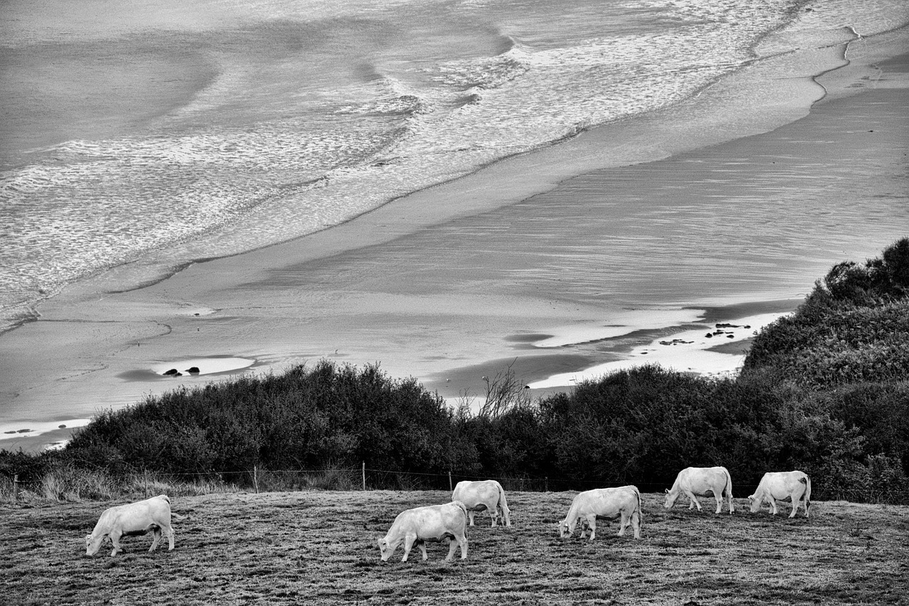 Kühe Grasen Strand - Kostenloses Foto auf Pixabay - Pixabay