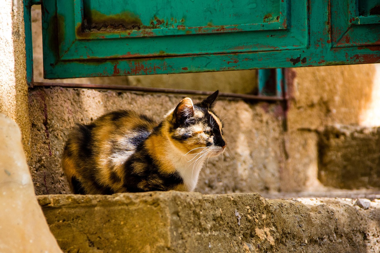 200+ Free Calico Cat & Cat Images - Pixabay