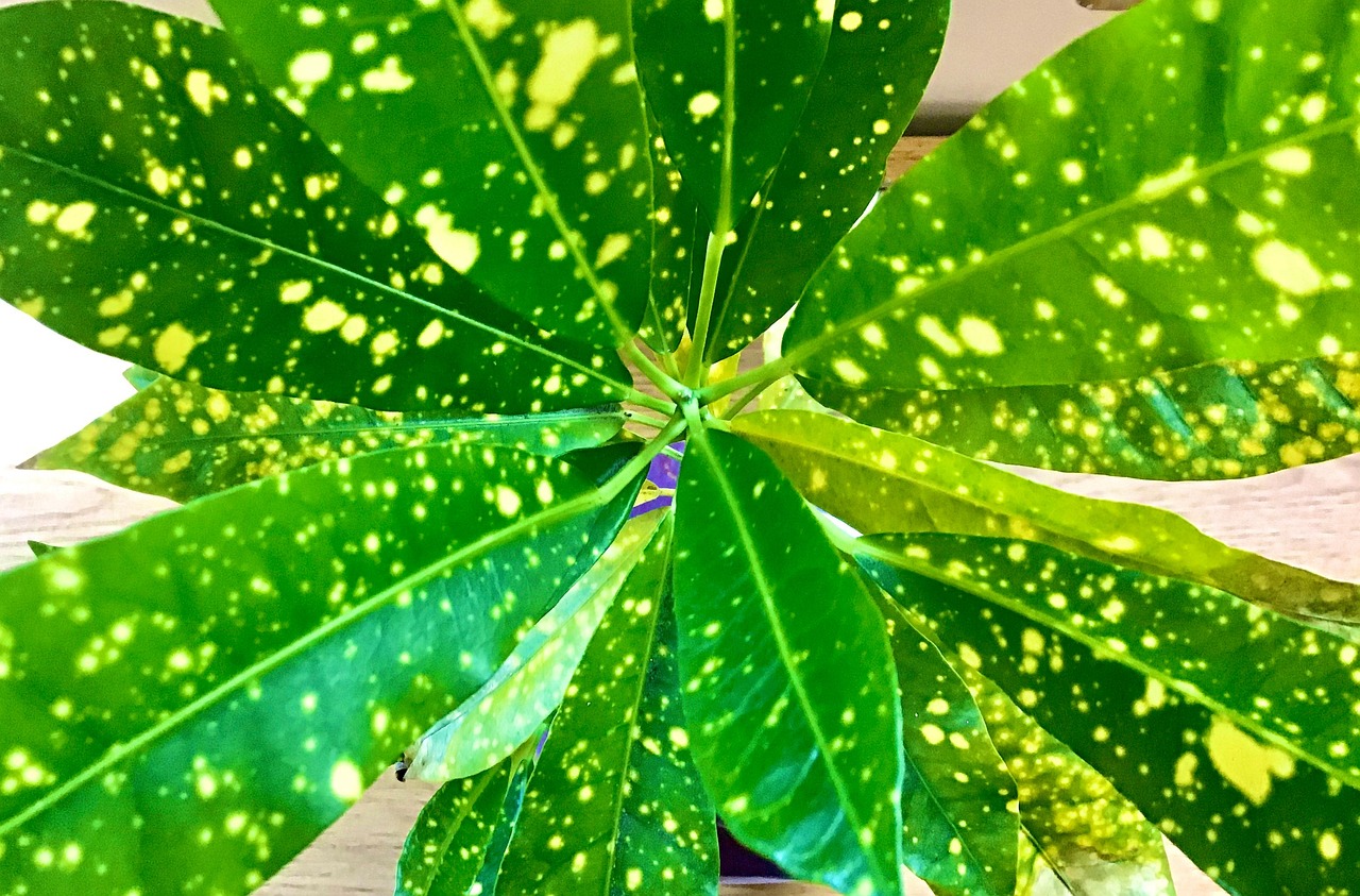 Plantelor Natura Verde - Fotografie gratuită pe Pixabay - Pixabay