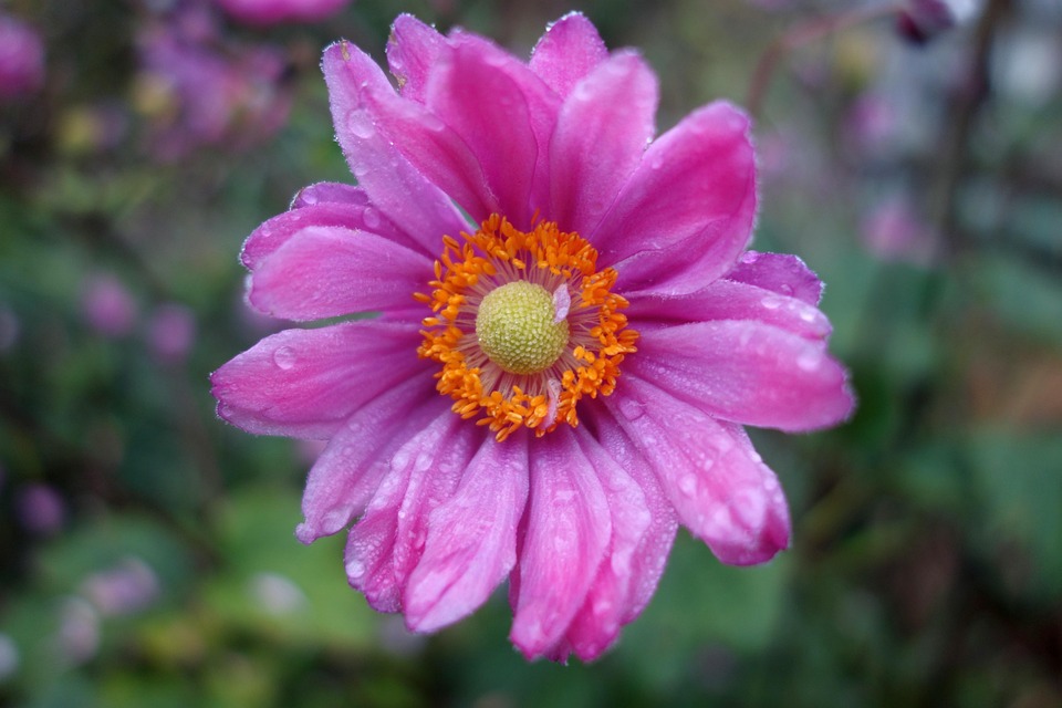 Anemone Kukka Kastepisaroita - Ilmainen valokuva Pixabayssa - Pixabay