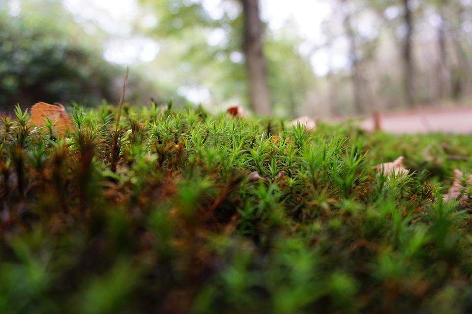 Nature Mousse Forêt - Photo gratuite sur Pixabay - Pixabay