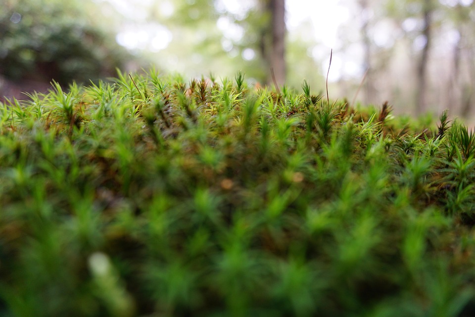 Nature Mousse Forêt - Photo gratuite sur Pixabay - Pixabay