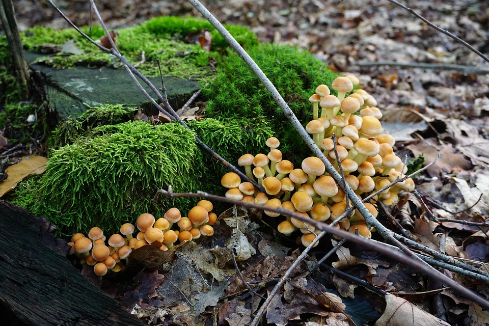 Nature Mousse Forêt - Photo gratuite sur Pixabay - Pixabay