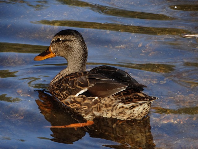 Canard Animal Colvert Des - Photo gratuite sur Pixabay - Pixabay
