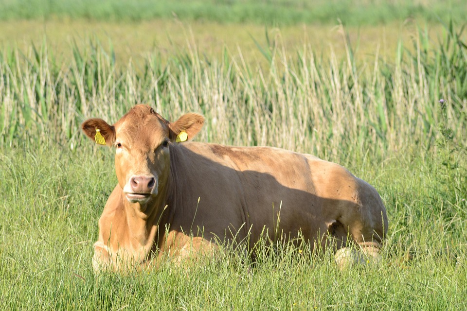 Cow Animal Pasture - Free photo on Pixabay - Pixabay