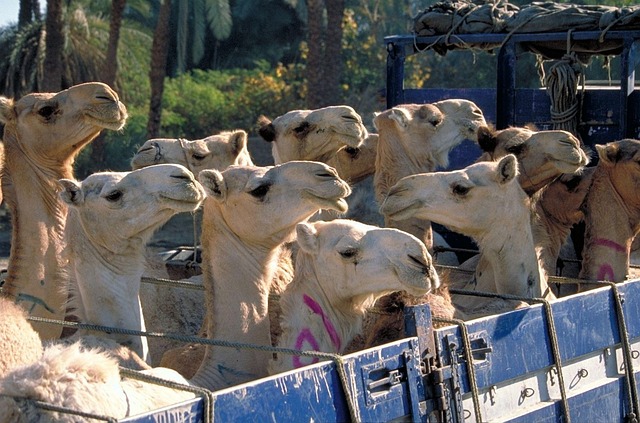Camels Animals Transporting - Free photo on Pixabay - Pixabay
