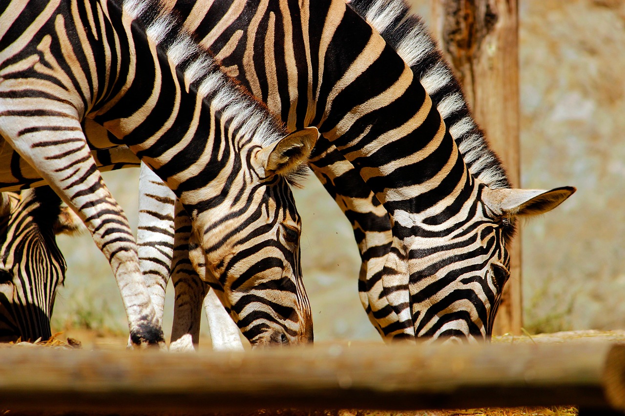 Zebras Drinking Equines - Free photo on Pixabay - Pixabay