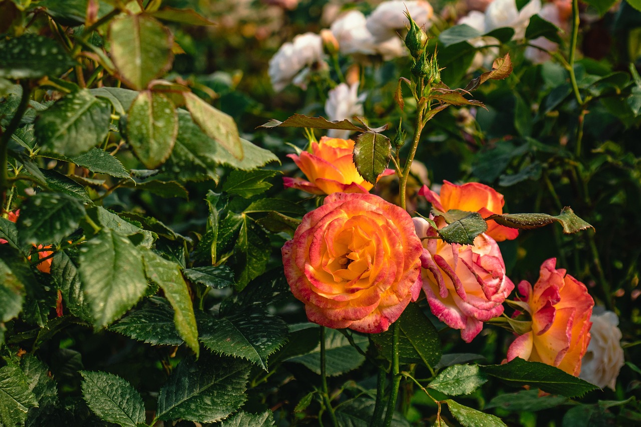Rozen Struik Bloom - Gratis foto op Pixabay - Pixabay