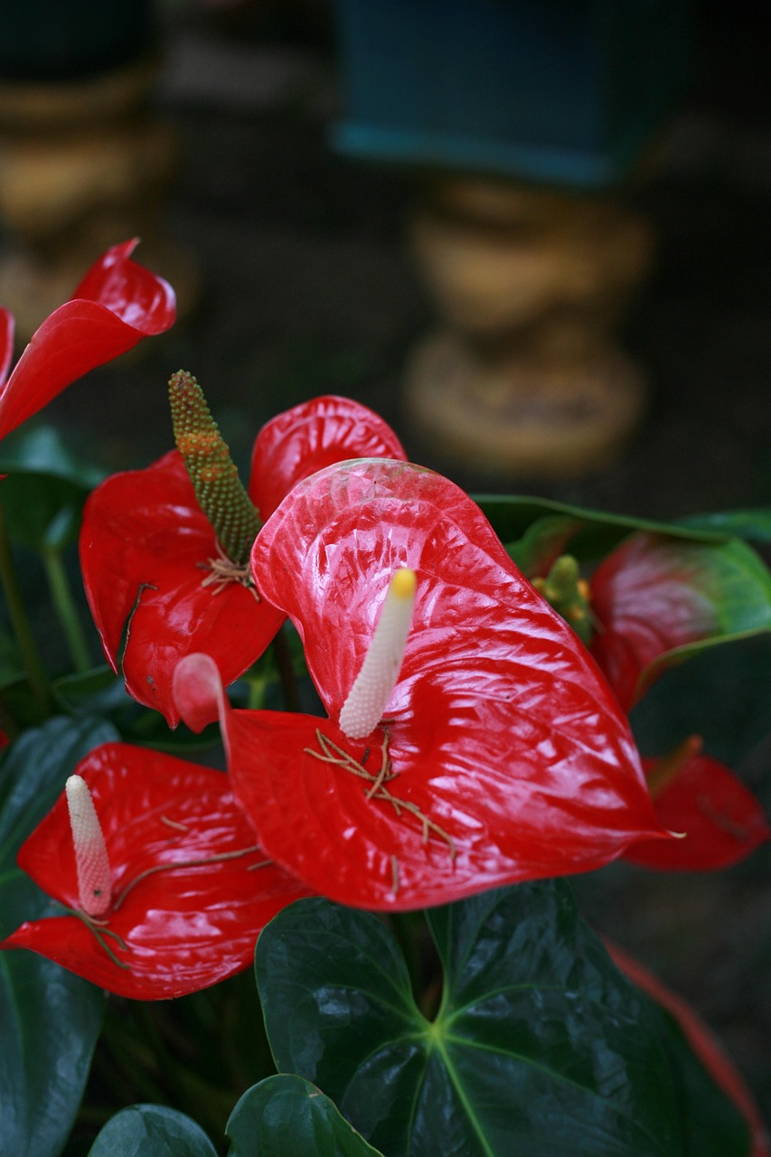 Anthurium Flowers Nature - Free photo on Pixabay - Pixabay