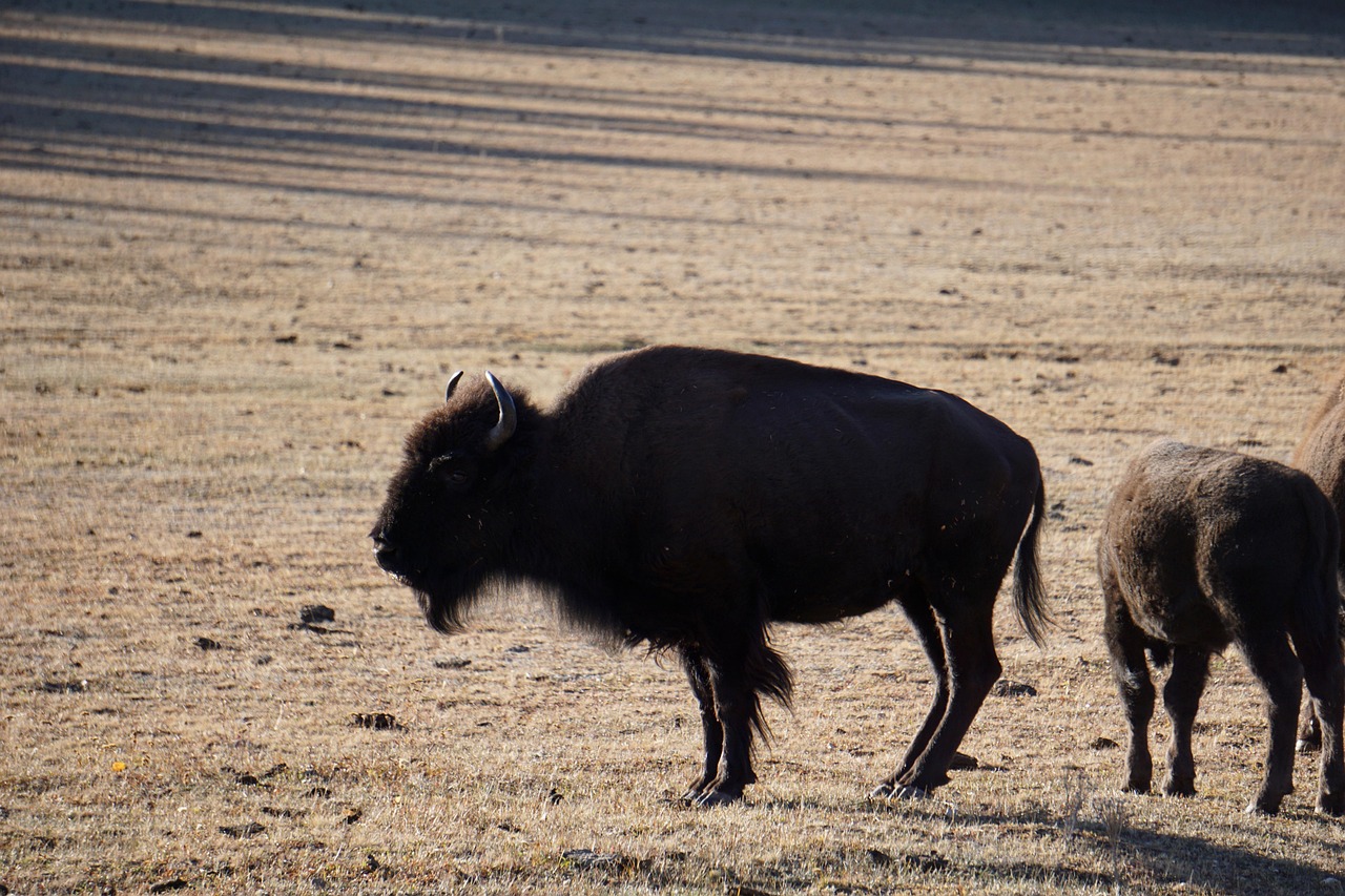 Bison Animal Pâturage - Photo gratuite sur Pixabay - Pixabay