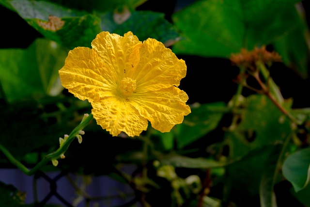 Melon Flower Plant Yellow - Free photo on Pixabay - Pixabay