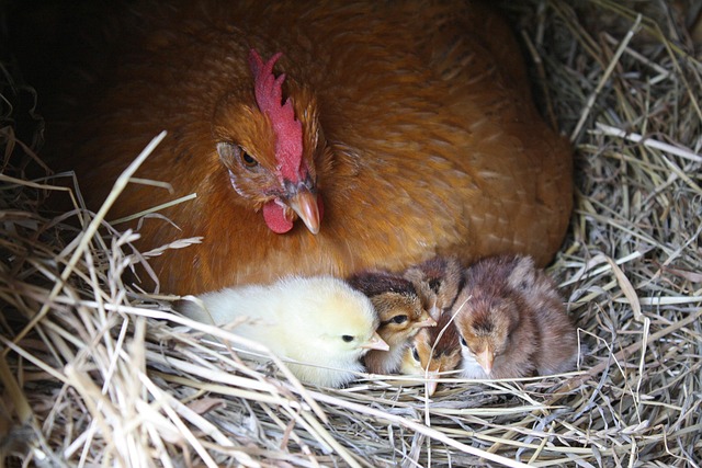 Chick Chuckle Chicken - Free photo on Pixabay - Pixabay