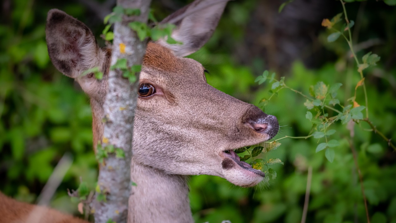 Deer Animal Nature Red - Free photo on Pixabay - Pixabay