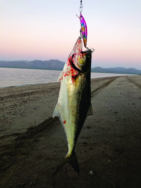 Peixe Pesca Animais - Foto gratuita no Pixabay - Pixabay