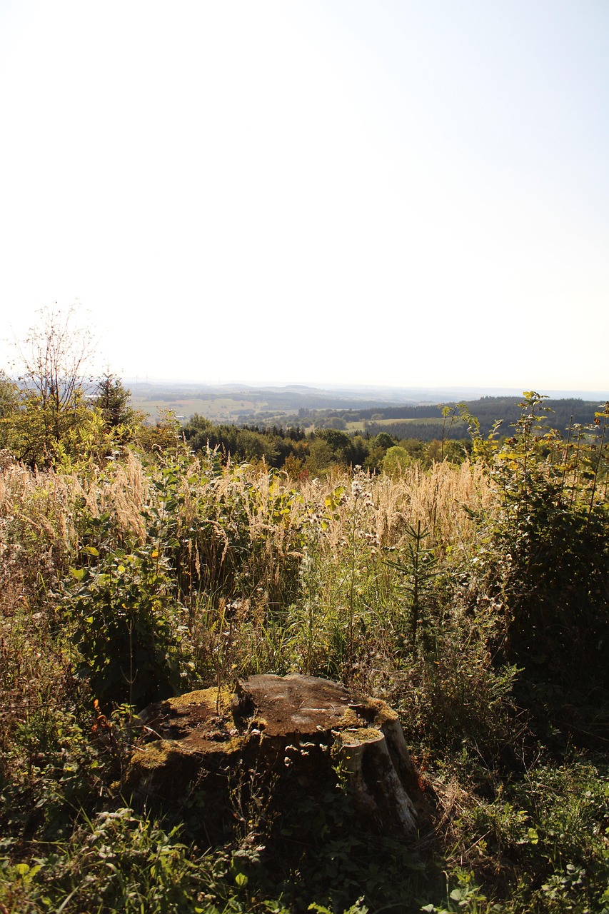 Nature Forêt Paysage - Photo gratuite sur Pixabay - Pixabay